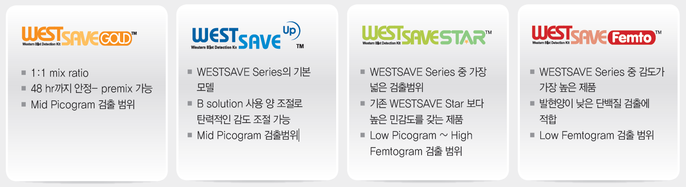 Wester Blot | Abfrontier